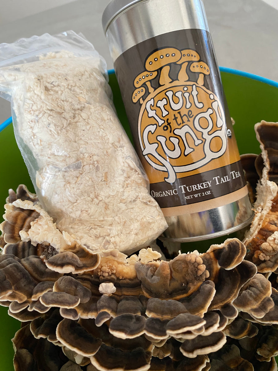 Organic Turkey Tail Tea – New York Mushroom Company